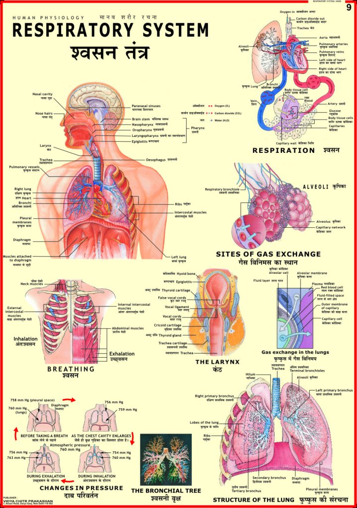 Respiratory System - Vidya Chitr Prakashan ( VCP )