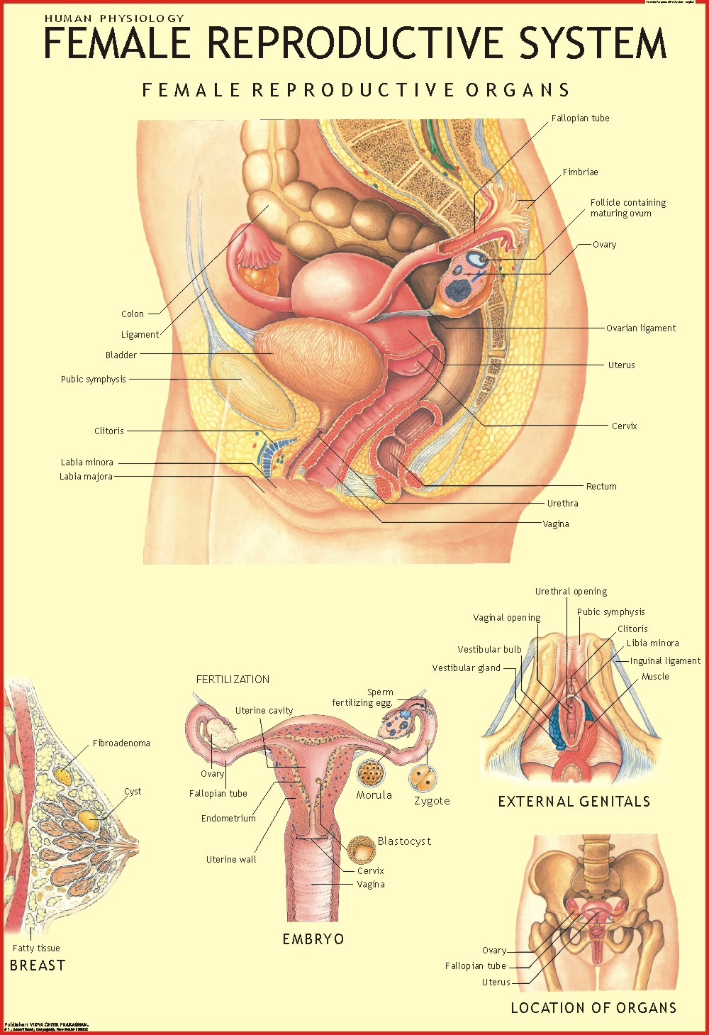 Female Reproductive System Female Reproductive System