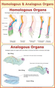 Homologous and Analogous Organs chart - Vidya Chitr Prakashan ( VCP )