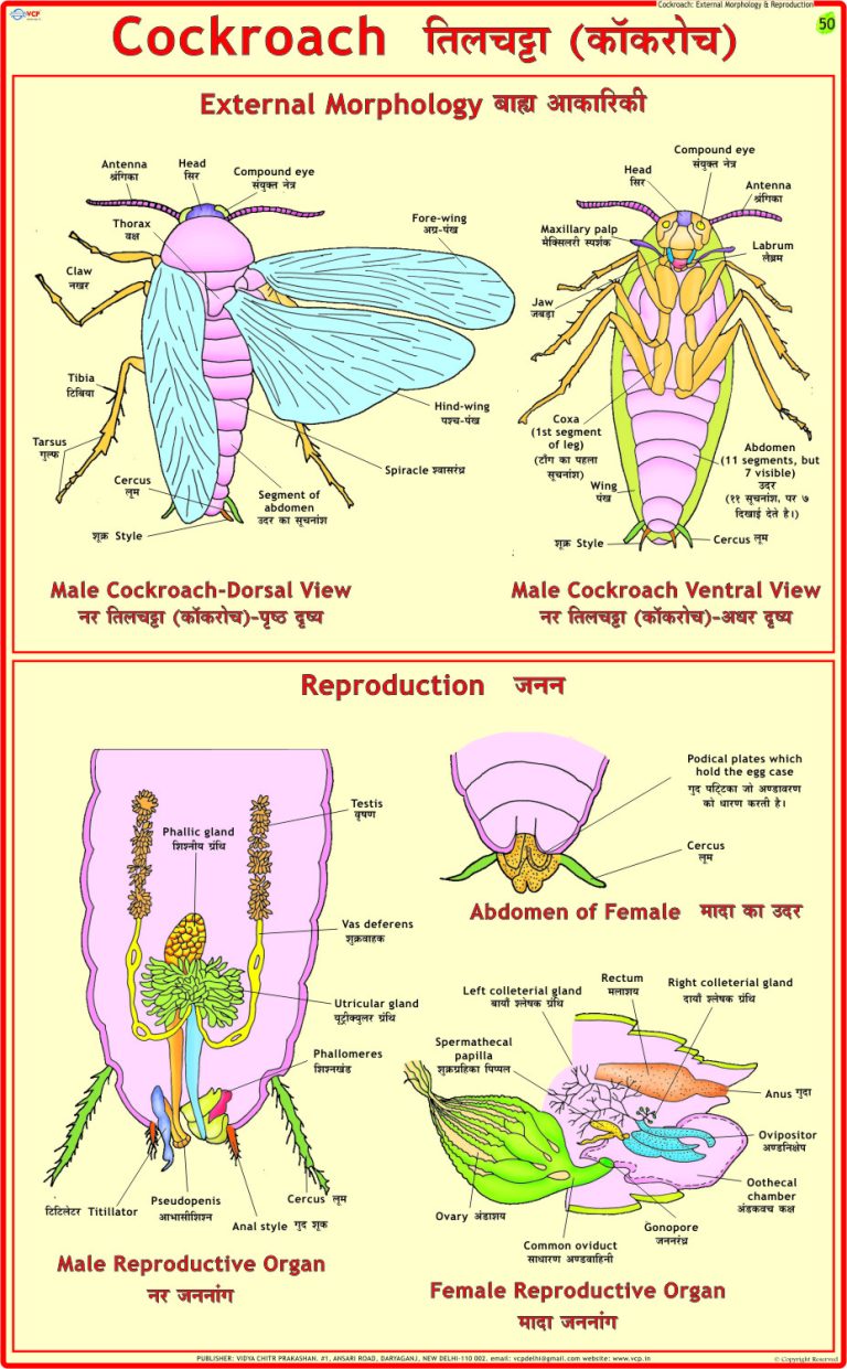Cockroach Chart - Morphology - Vidya Chitr Prakashan ( VCP )